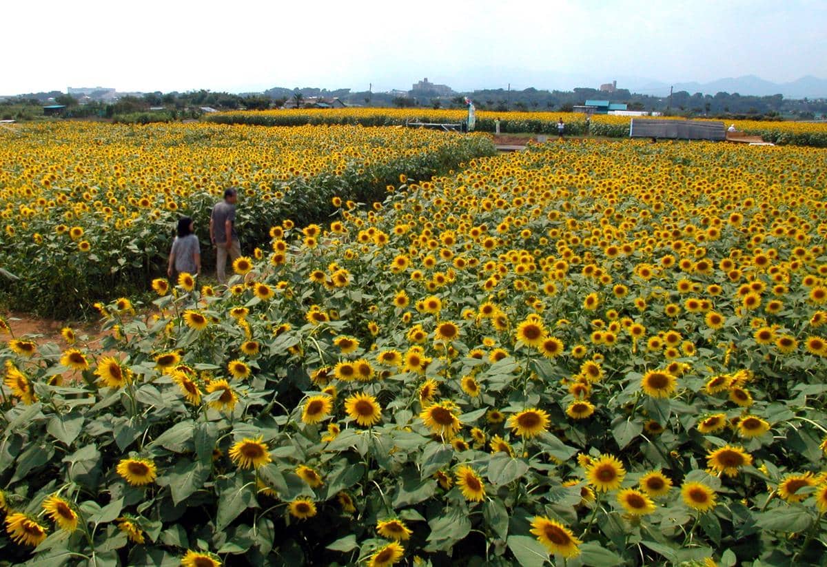 7 Tempat Festival Bunga Matahari Terbaik di Jepang | IDN Times