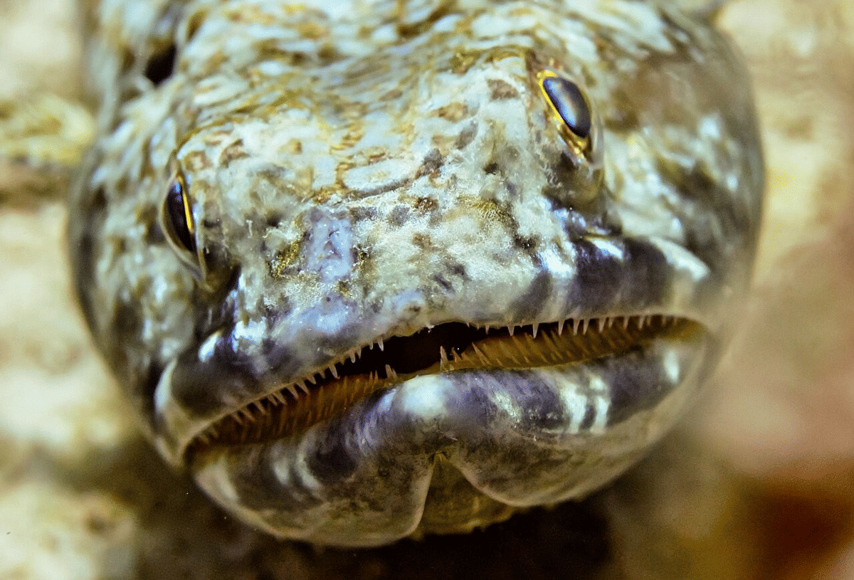 5 Fakta Unik Ikan Penyelam Pasir, Ikan Predator Berkelamin Ganda | IDN ...