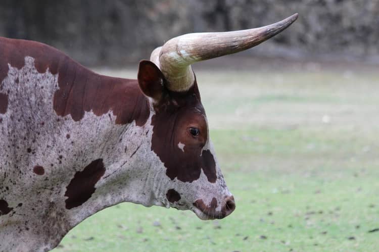 5 Fakta Unik Ankole‑Watusi, Sapi Bertanduk Raksasa Asal Afrika | IDN Times