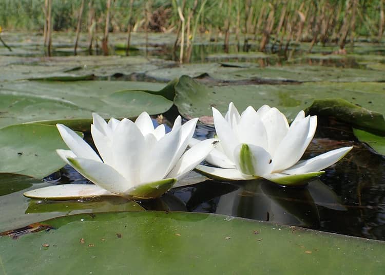 5 Ciri-ciri Bunga Teratai, Punya Batang Berongga hingga Akar Berserat ...