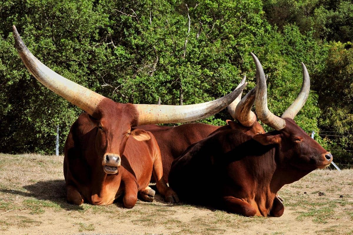 5 Fakta Unik Ankole‑Watusi, Sapi Bertanduk Raksasa Asal Afrika | IDN Times