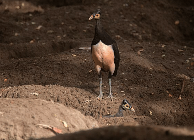 5 Hal Unik dari Burung Maleo, Burung yang Bertelur di Pasir Panas | IDN ...