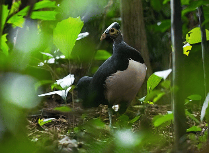 5 Hal Unik dari Burung Maleo, Burung yang Bertelur di Pasir Panas | IDN ...