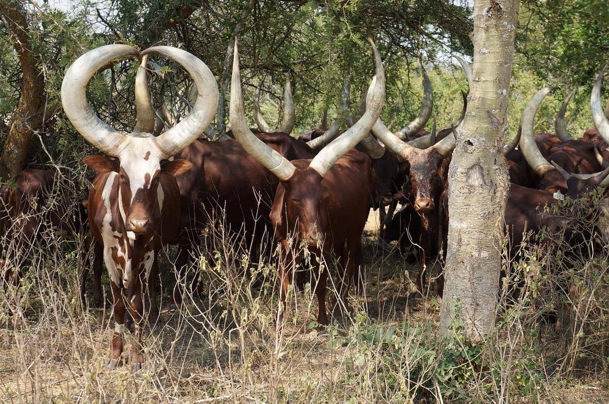 5 Fakta Unik Ankole‑Watusi, Sapi Bertanduk Raksasa Asal Afrika | IDN Times