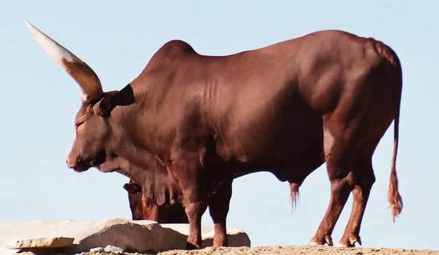 5 Fakta Unik Ankole‑Watusi, Sapi Bertanduk Raksasa Asal Afrika | IDN Times
