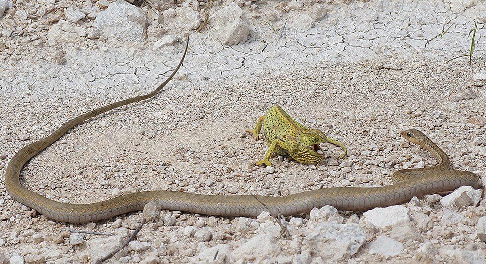 7 Fakta Unik Boomslang, Ular Afrika yang Imut dan Mematikan! | IDN Times