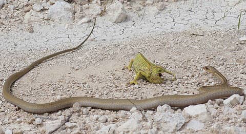 7 Fakta Unik Boomslang, Ular Afrika yang Imut dan Mematikan! | IDN Times