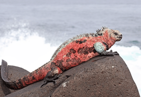 5 Fakta Unik Iguana Laut Galapagos, Reptil yang Bisa Menyelam Lama ...