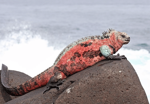 5 Fakta Unik Iguana Laut Galapagos, Reptil yang Bisa Menyelam Lama ...