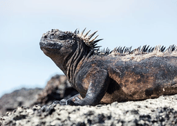5 Fakta Unik Iguana Laut Galapagos, Reptil yang Bisa Menyelam Lama ...