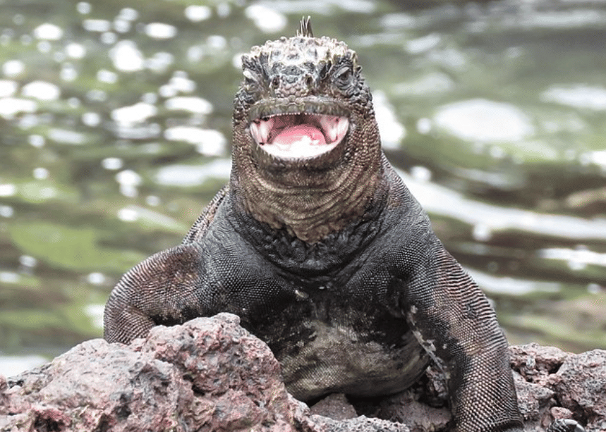 5 Fakta Unik Iguana Laut Galapagos, Reptil yang Bisa Menyelam Lama ...