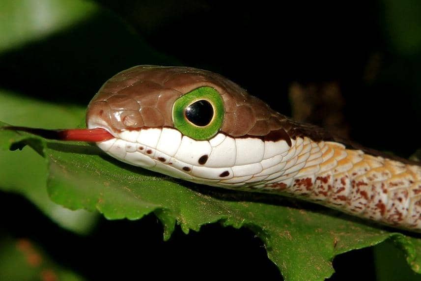 7 Fakta Unik Boomslang, Ular Afrika yang Imut dan Mematikan! | IDN Times