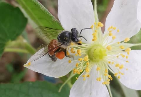 5 Spesies Lebah Terkenal dari Genus Apis, Ada yang Sanggup Membunuh ...