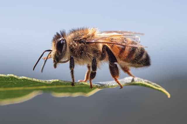 5 Spesies Lebah Terkenal dari Genus Apis, Ada yang Sanggup Membunuh ...