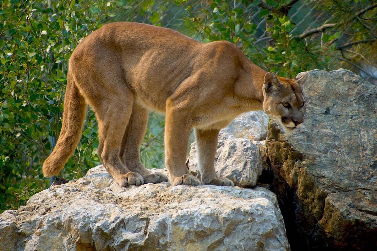 7 Fakta Puma, Pemburu Senyap dari Benua Amerika | IDN Times