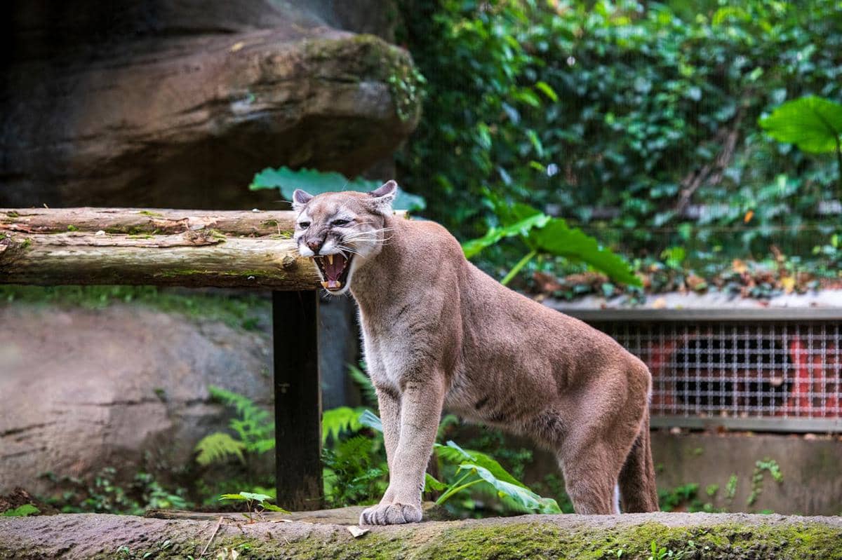 7 Fakta Puma, Pemburu Senyap dari Benua Amerika | IDN Times