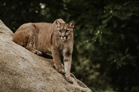 7 Fakta Puma, Pemburu Senyap dari Benua Amerika | IDN Times