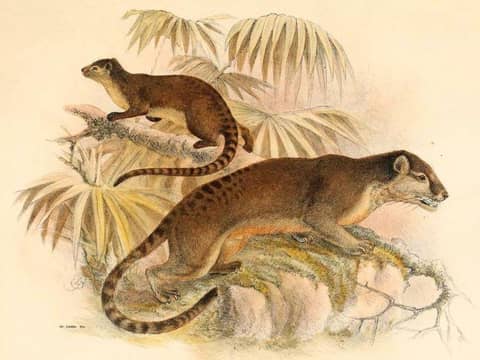 5 Fakta Musang Sulawesi, Predator Puncak di Habitat Alami! | IDN Times