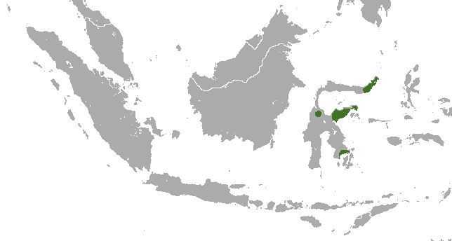 5 Fakta Musang Sulawesi, Predator Puncak di Habitat Alami! | IDN Times