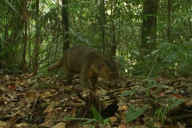 5 Fakta Musang Sulawesi, Predator Puncak di Habitat Alami! | IDN Times