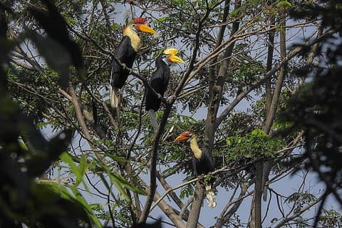 5 Fakta Julang Sulawesi, Burung Endemik yang Sangat Cantik! | IDN Times