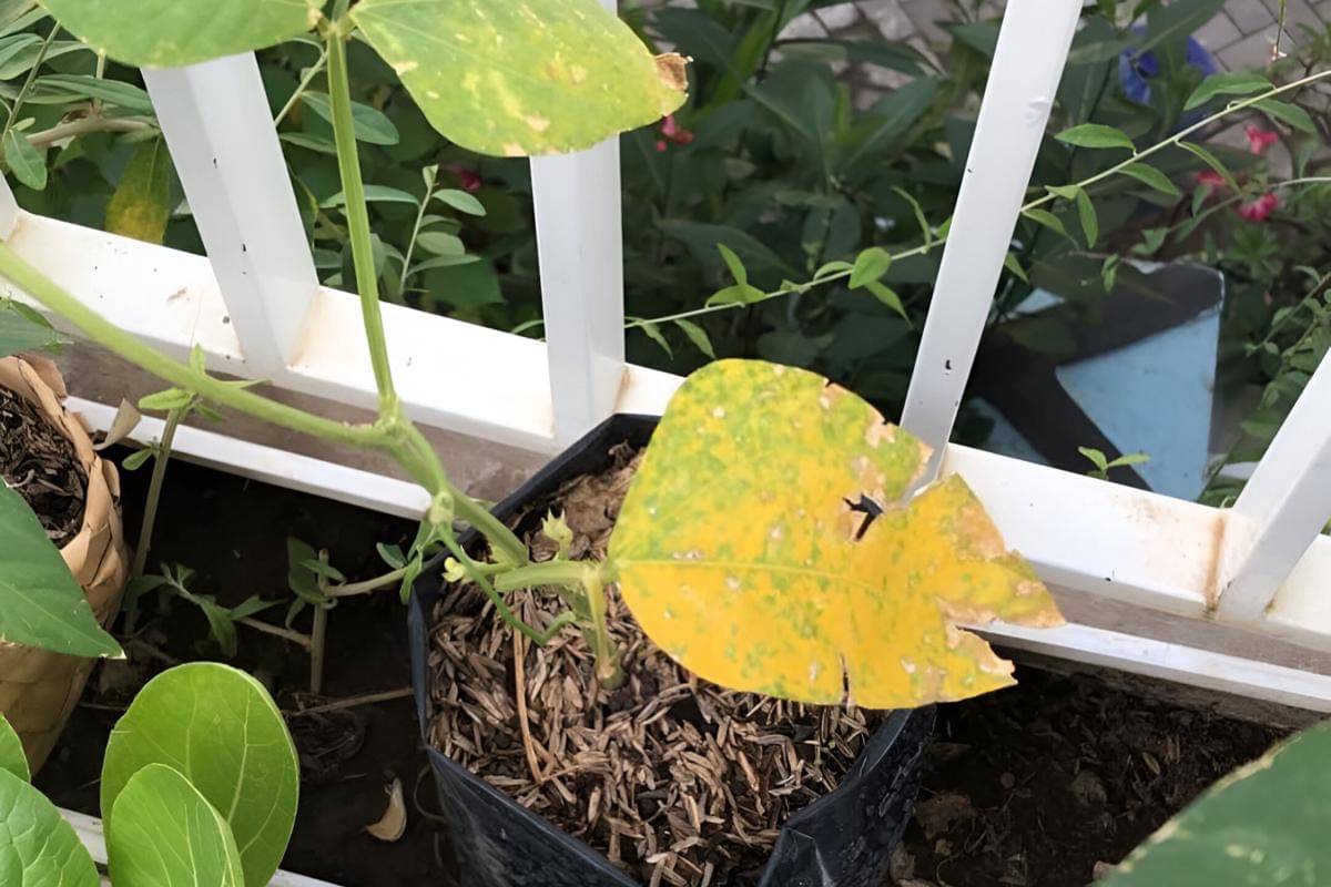 5 Kesalahan Perawatan Tanaman yang Bikin Daun menguning dan Rontok ...