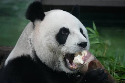 8 Jenis Beruang yang Masih Hidup di Berbagai Benua | IDN Times