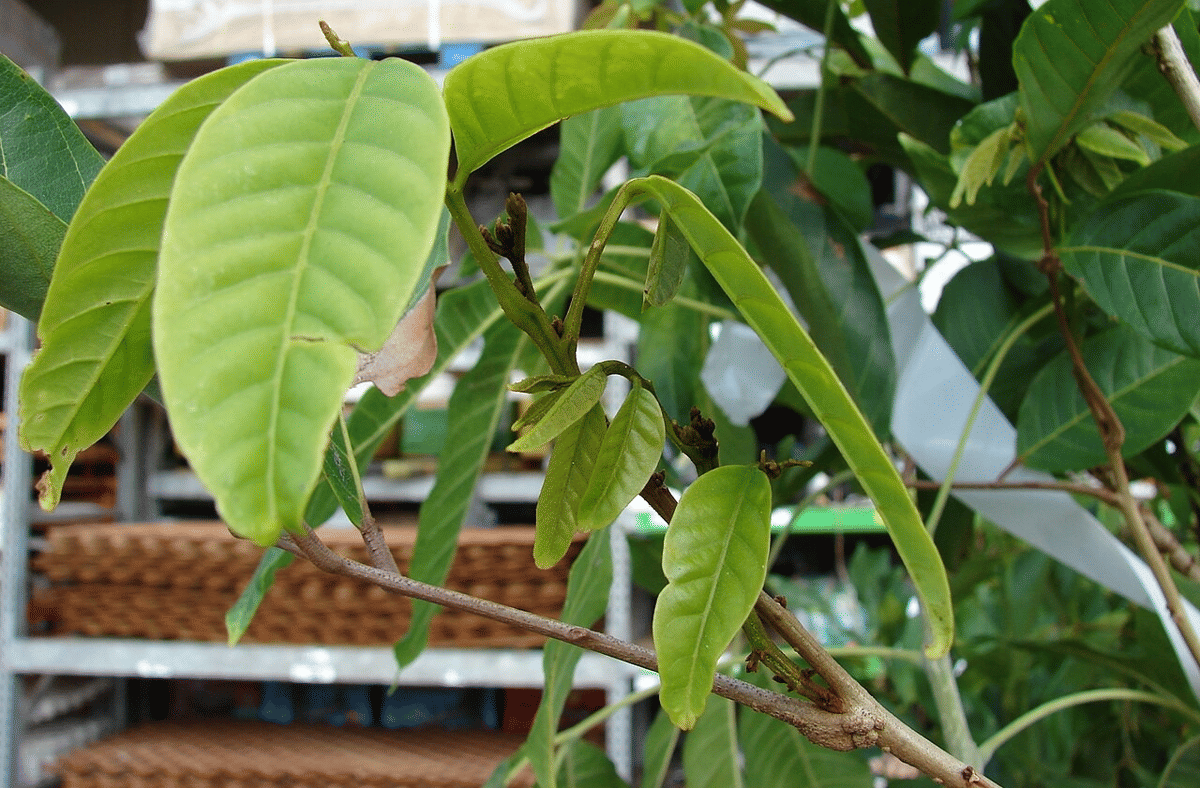 6 Contoh Daun Menyirip di Sekitar Kita, Ada Rambutan hingga Mangga ...