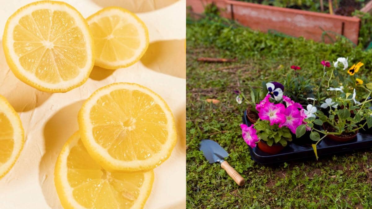 Cara Membedakan RTH Publik dan RTH Privat | IDN Times Bali