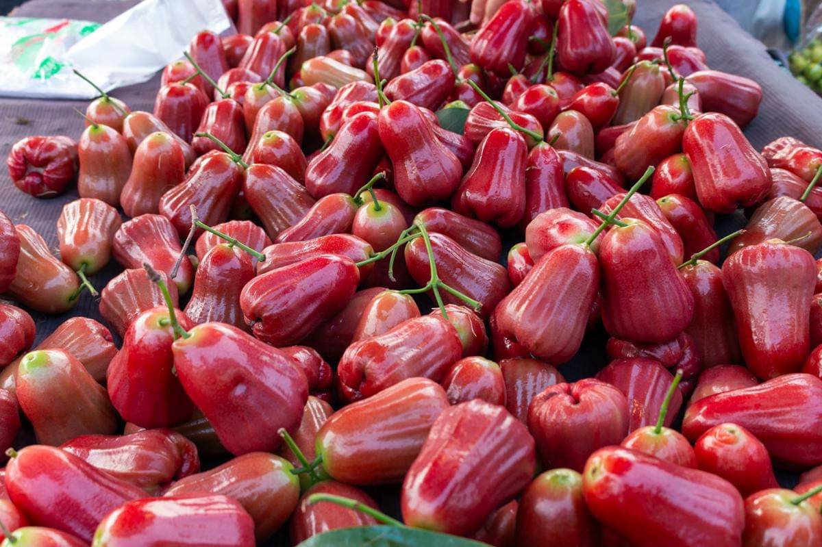 10 Jenis Jambu Air, Kenali Ciri dan Rasanya yang Unik | IDN Times