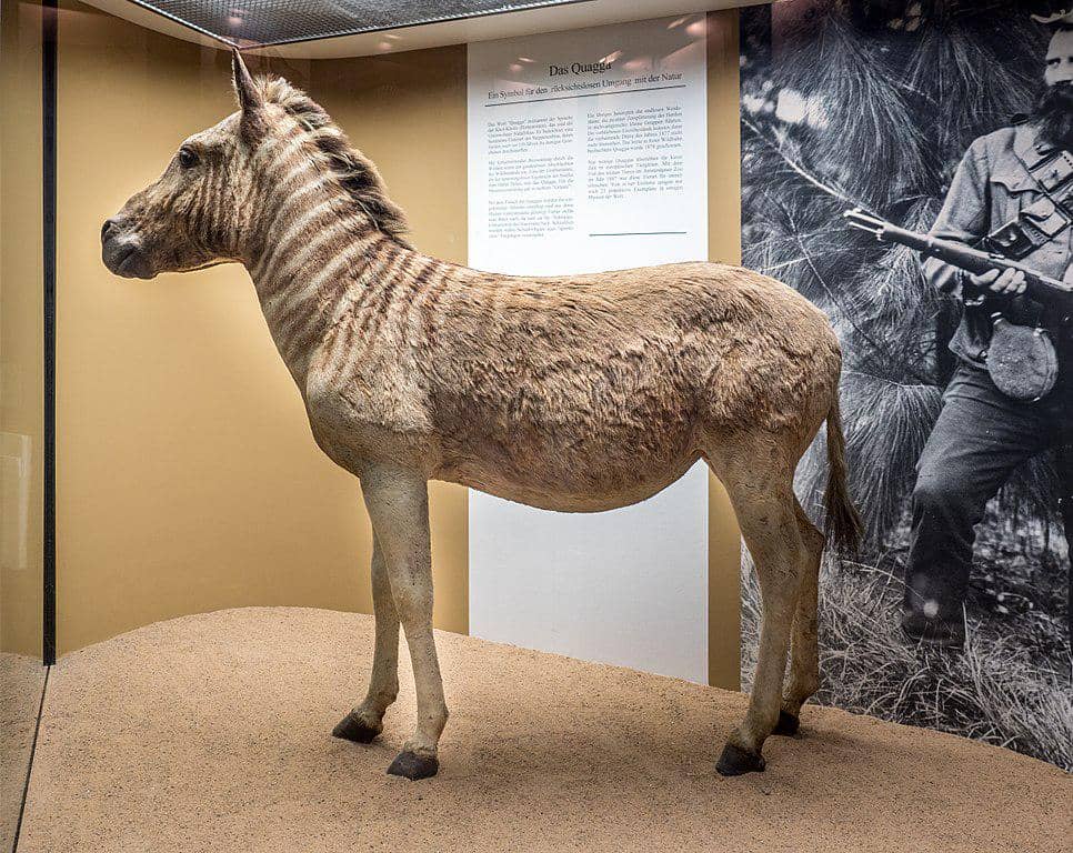 5 Fakta Zebra Quagga, Perpaduan Ciri Fisik Zebra dan Kuda | IDN Times