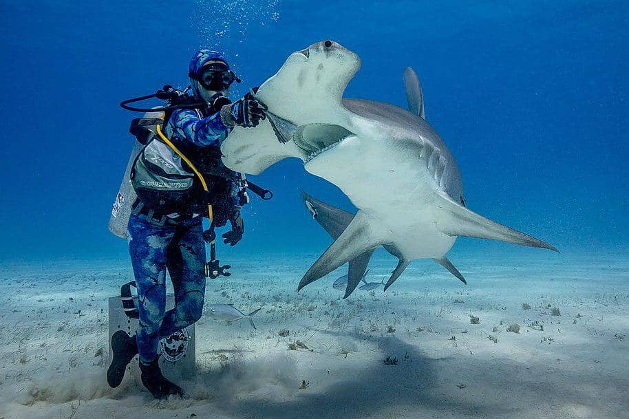 5 Fakta Menakjubkan Hiu Martil Besar, Raksasa Pemakan Ikan Pari | IDN Times