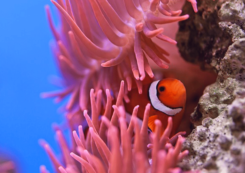 5 Fakta Unik Ikan Badut, Bintang Film dari Animasi Finding Nemo | IDN Times