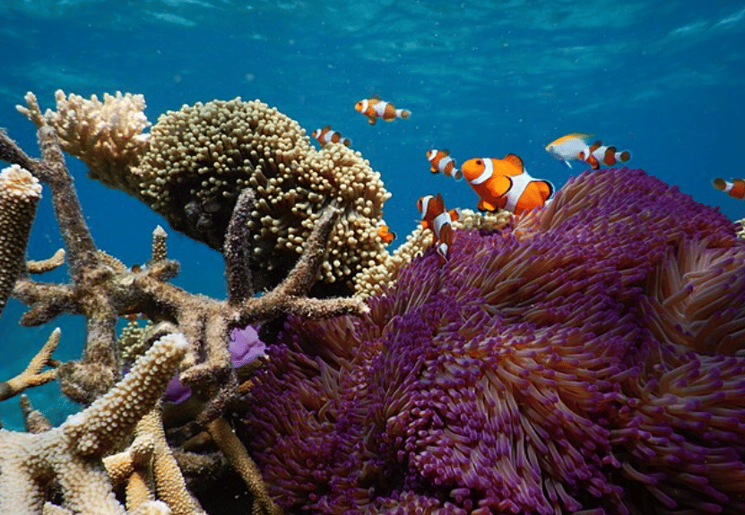 5 Fakta Unik Ikan Badut, Bintang Film dari Animasi Finding Nemo | IDN Times