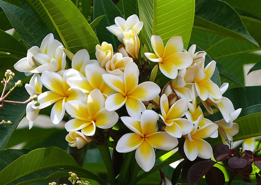 5 Tanaman Hias Berbunga Kuning Cerah yang Membawa Energi Positif | IDN ...