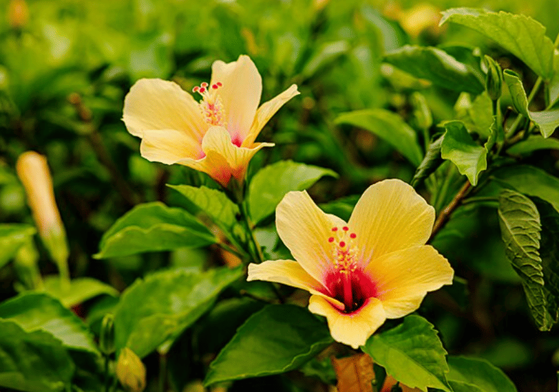 5 Tanaman Hias Berbunga Kuning Cerah yang Membawa Energi Positif | IDN ...