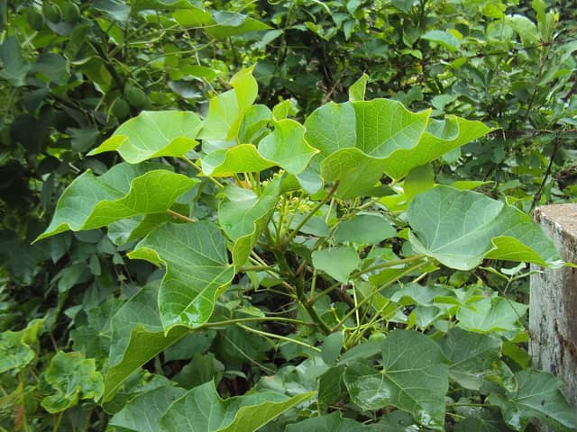 6 Tumbuhan dengan Getah Penuh Manfaat, Ada Pohon Karet hingga Persik ...