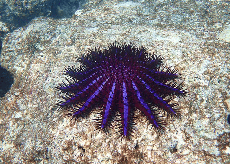 5 Fakta Bintang Laut, Hewan Laut yang Bisa Regenerasi Anggota Tubuh ...
