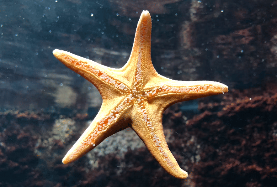 5 Fakta Bintang Laut, Hewan Laut yang Bisa Regenerasi Anggota Tubuh ...