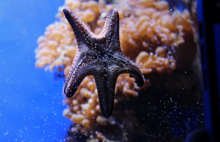 5 Fakta Bintang Laut, Hewan Laut yang Bisa Regenerasi Anggota Tubuh ...