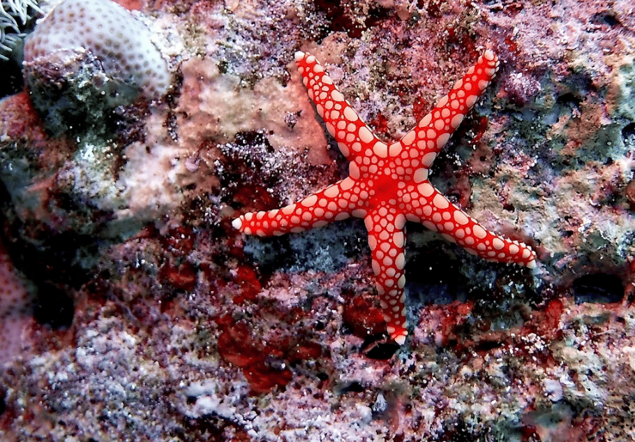5 Fakta Bintang Laut, Hewan Laut yang Bisa Regenerasi Anggota Tubuh ...