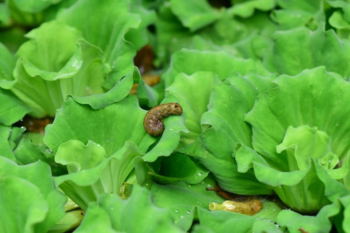 Tips Menanam Sayur agar Daun Tidak Dimakan Ulat Tanpa Pestisida | IDN Times