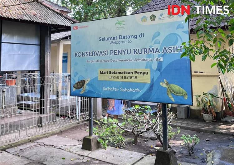 10 Potret Kurma Asih Sea Turtle di Jembrana Bali | IDN Times