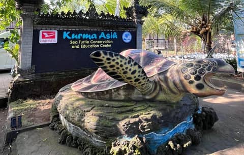 10 Potret Kurma Asih Sea Turtle di Jembrana Bali | IDN Times
