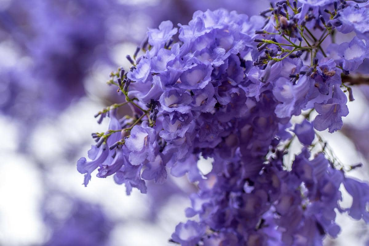 5 Fakta Menarik Jacaranda, Pohon Ungu Cantik si Penyaring Polusi | IDN ...