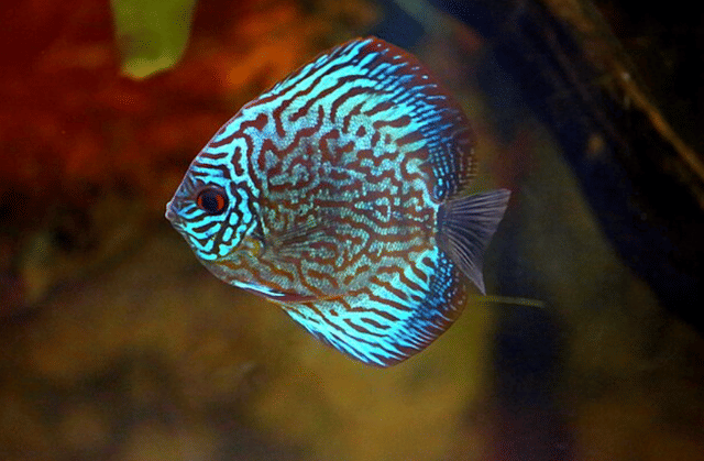 5 Fakta Menarik Ikan Discus, Ikan berjuluk Ratu Akuarium Air Tawar ...
