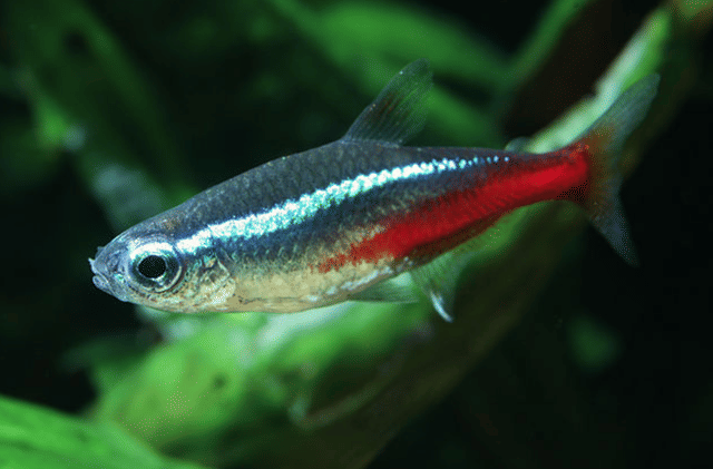 5 Fakta Menarik Ikan Neon Tetra, Ikan Hias Kecil yang Memikat | IDN Times