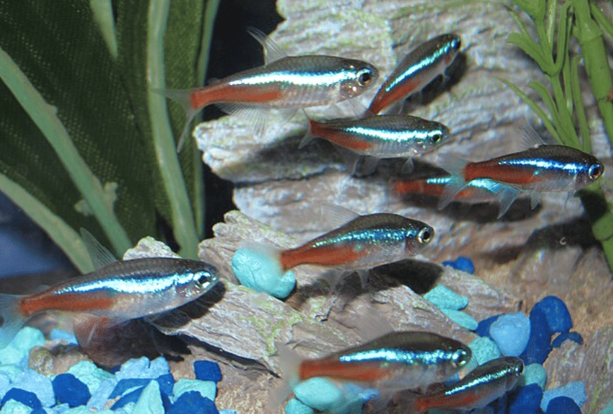 5 Fakta Menarik Ikan Neon Tetra, Ikan Hias Kecil yang Memikat | IDN Times