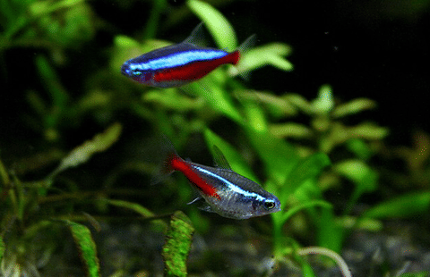 5 Fakta Menarik Ikan Neon Tetra, Ikan Hias Kecil yang Memikat | IDN Times