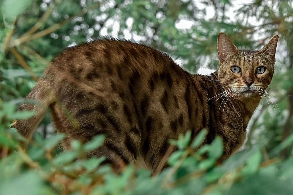 5 Fakta Menarik Kucing Bengal, Si Macan Tutul yang Lincah dan Cerdas ...